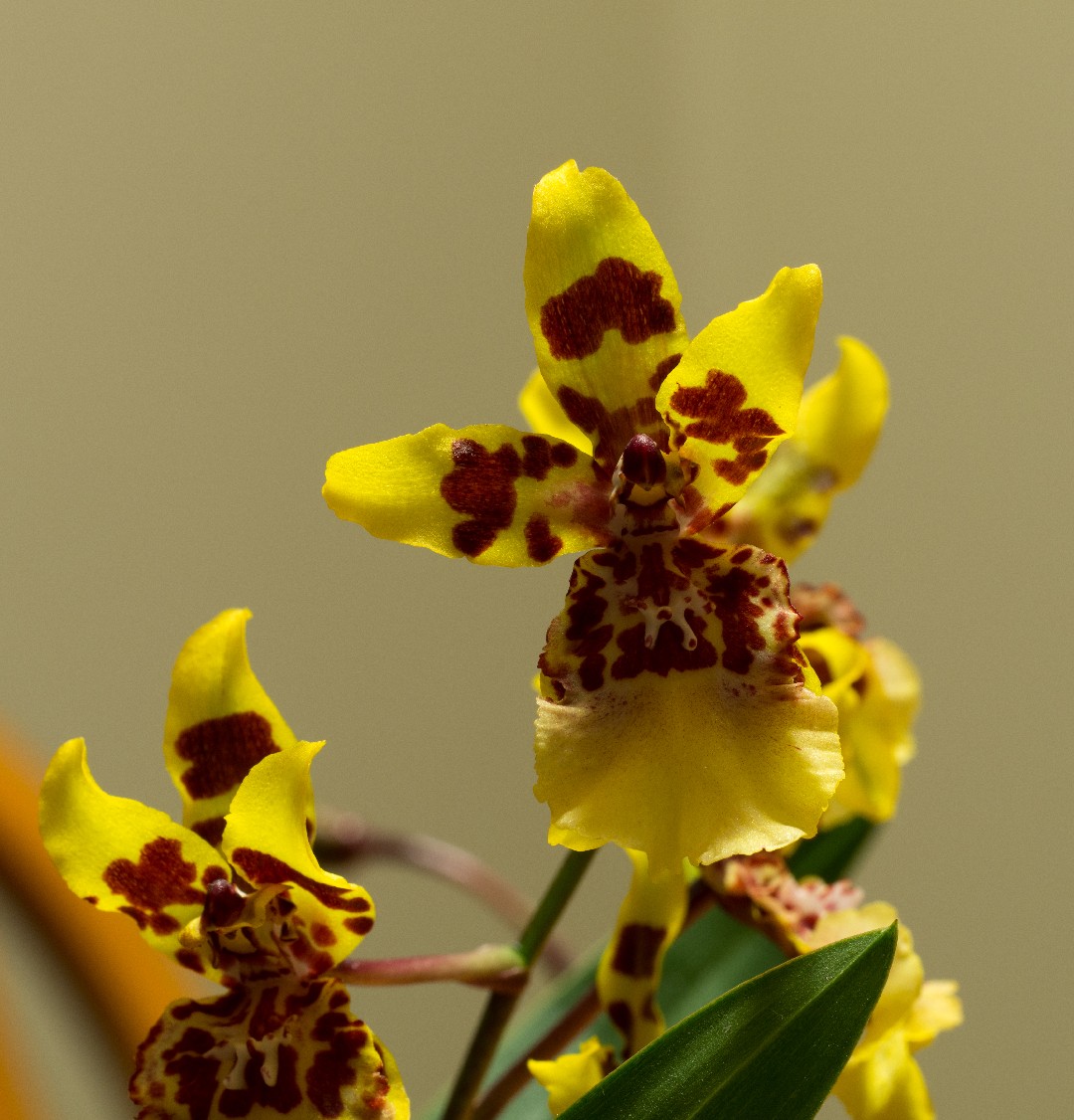 Oncidium sphacelatum - PictureThis