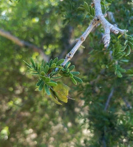 Porlieria angustifolia - PictureThis