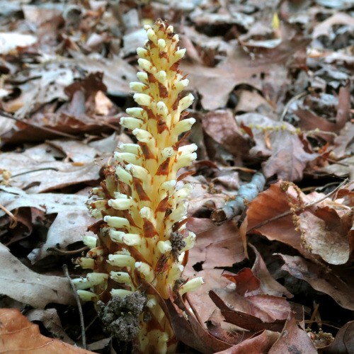 How to Plant and Grow American Cancer-Root(Conopholis americana)