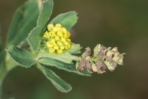 Black medick (Medicago lupulina) Flower, Leaf, Care, Uses - PictureThis
