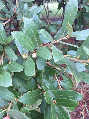 Encino prieto (Quercus emoryi) - PictureThis