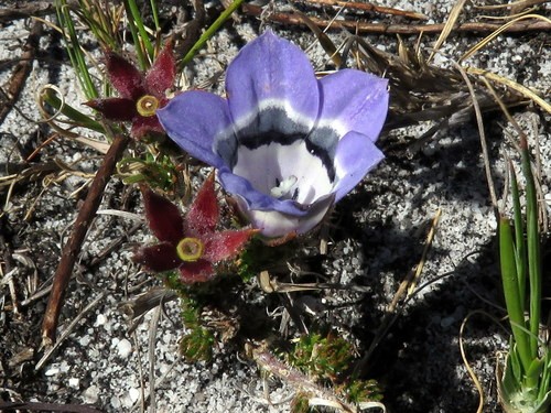 Roella ciliata - PictureThis