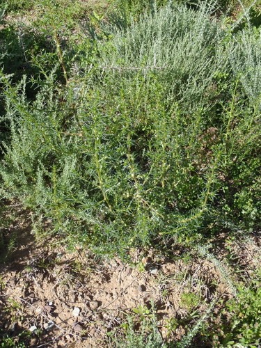 Prickly saltwort (Kali turgida) Flower, Leaf, Care, Uses - PictureThis