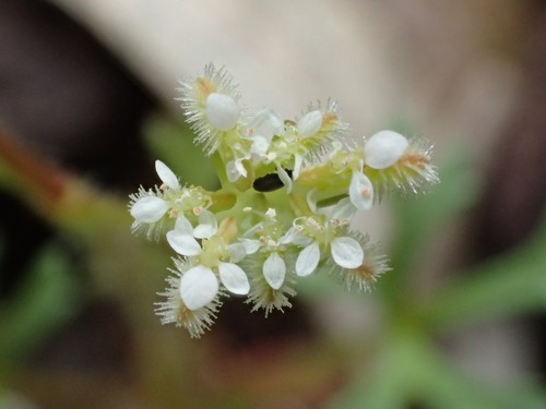 Native parsnip (Trachymene pilosa) Flower, Leaf, Care, Uses - PictureThis