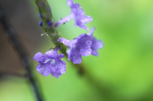 Blue porterweed (Stachytarpheta jamaicensis) Flower, Leaf, Care, Uses ...