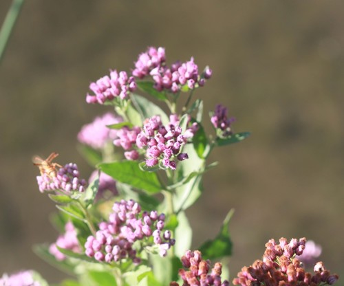 Hierba de santa maría (Pluchea odorata) - PictureThis