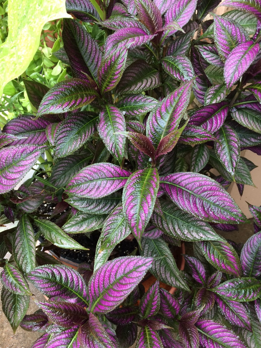 Strobilanthes auriculata var. dyeriana - PictureThis