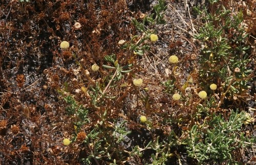 Cotula (Cotula coronopifolia) - PictureThis