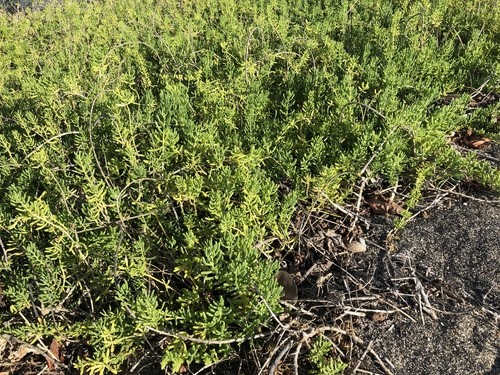 Saltwort (Bataceae) Flower, Leaf, Care, Uses - PictureThis