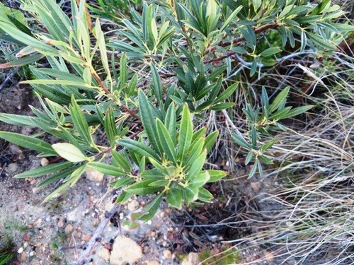 Searsia angustifolia - PictureThis