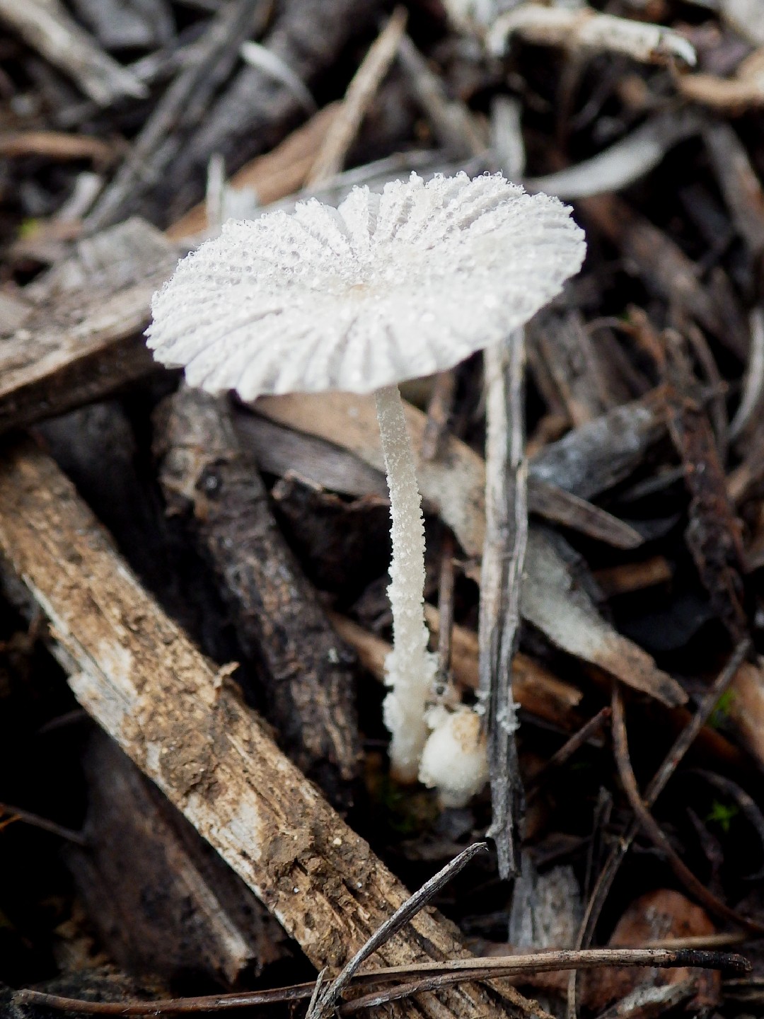 Coprinaceae (Psathyrellaceae) Flower, Leaf, Care, Uses - PictureThis