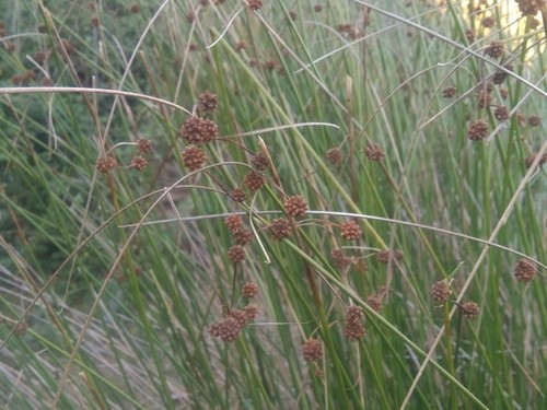 Junco churrero (Scirpoides holoschoenus) - PictureThis
