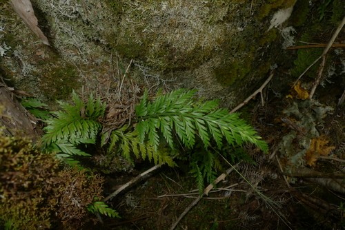 Asplenium appendiculatum - PictureThis