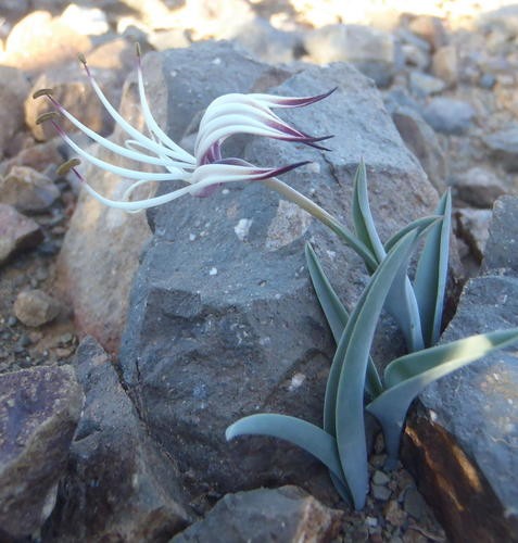 Ornithoglossum undulatum - PictureThis