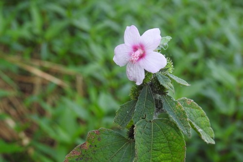 How to Plant and Grow Caesarweed(Urena lobata)