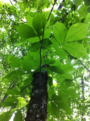 Caryer cordiforme (Carya cordiformis) - PictureThis