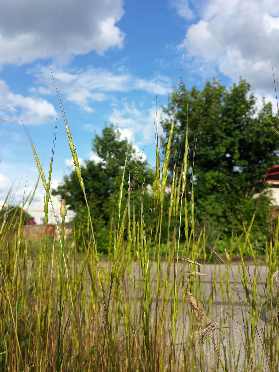 Jointed goat grass Care (Watering, Fertilize, Pruning, Propagation ...