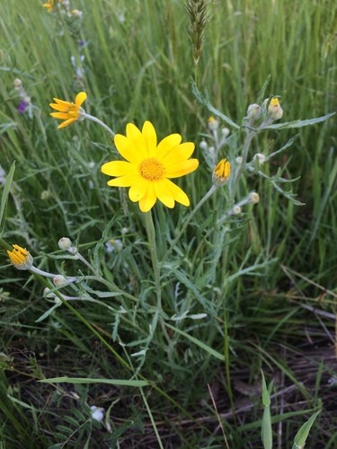 Common Woolly Sunflower (Eriophyllum lanatum) Flower, Leaf, Care, Uses ...