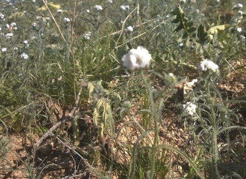 Cat's eye (Cryptantha) Flower, Leaf, Care, Uses - PictureThis