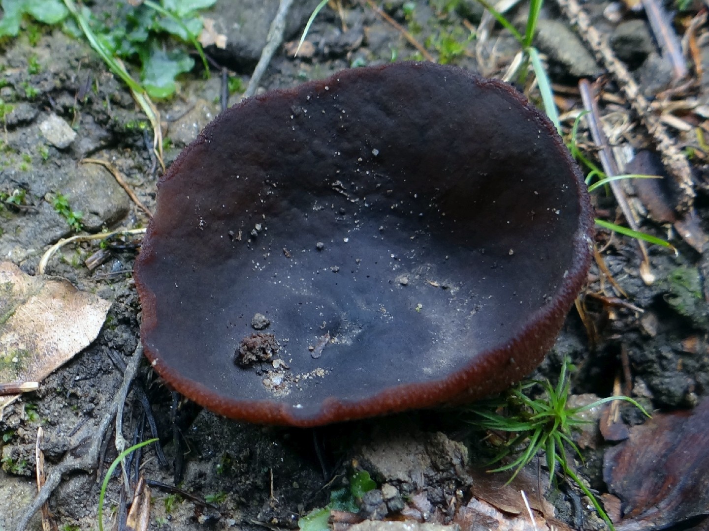 Cup fungi (Pezizaceae) Flower, Leaf, Care, Uses - PictureThis