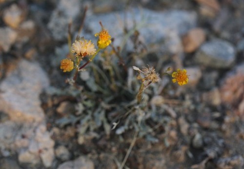 Packera multilobata - PictureThis