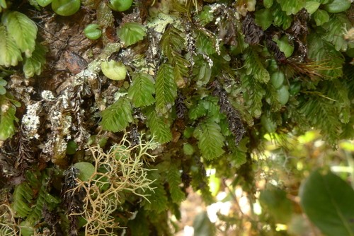 Filmy fern (Hymenophyllum) Flower, Leaf, Care, Uses - PictureThis