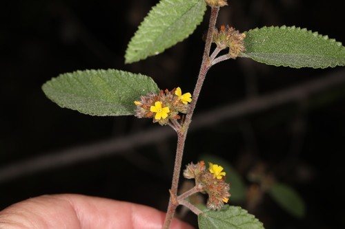 Basora prieta Cuidados (Plantando, Fertilizantes, Enfermedades ...