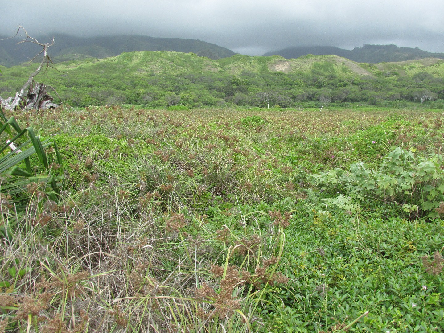 Cyperus javanicus - PictureThis