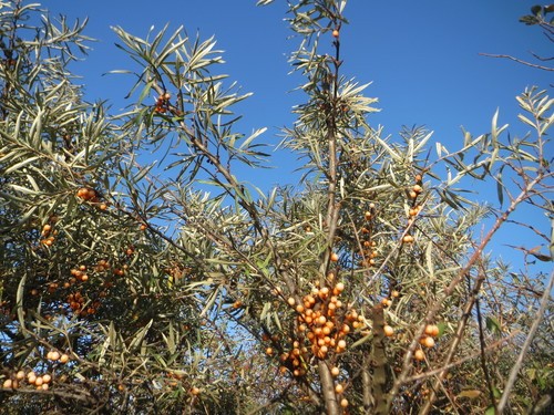 Hippophae rhamnoides - PictureThis