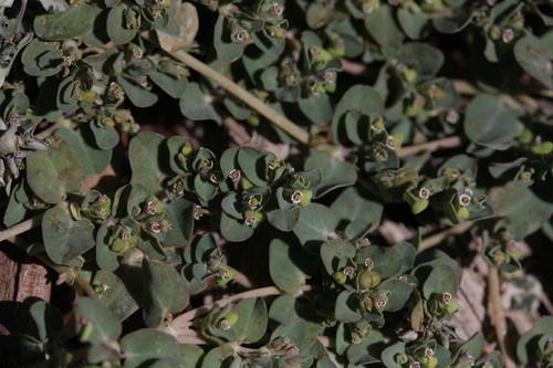 Hierba Meona (Euphorbia serpens) - PictureThis