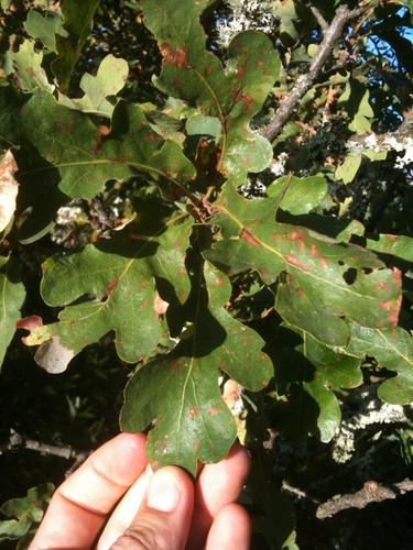 Quercus Lobata Wikipedia