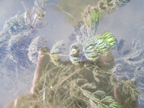 Hornworts (Ceratophyllaceae) Flower, Leaf, Care, Uses - PictureThis