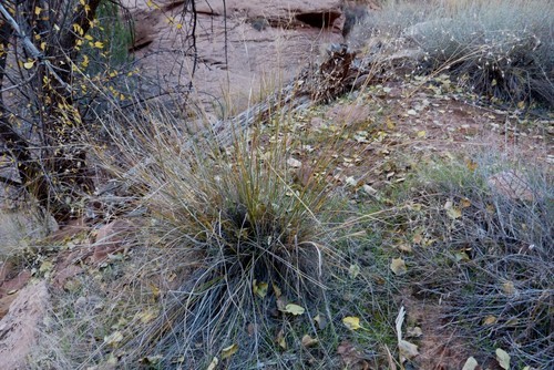 Indian ricegrass Care (Watering, Fertilize, Pruning, Propagation ...