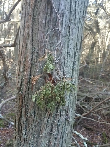 Cedro blanco del Atlántico (Chamaecyparis thyoides) - PictureThis