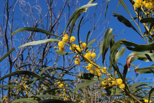 Acacia de hoja azul (Acacia saligna) - PictureThis