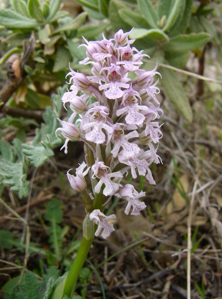 Neotinea tridentata subsp. conica - PictureThis