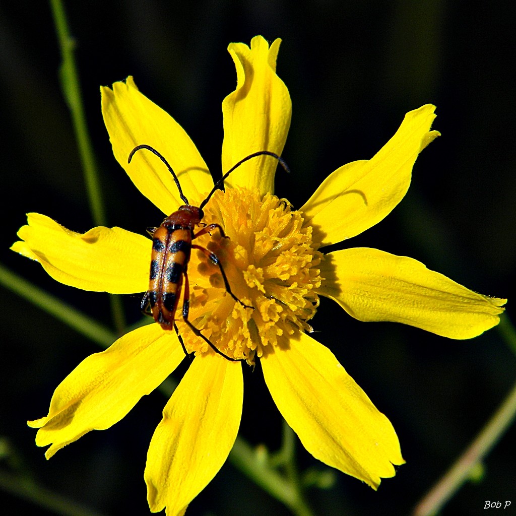 Balduina angustifolia - PictureThis