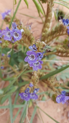 Phacelia howelliana - PictureThis