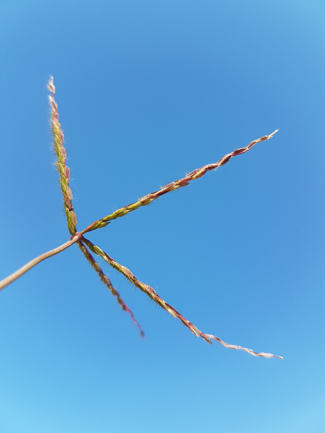 Rumput Jari (Digitaria sanguinalis) - PictureThis