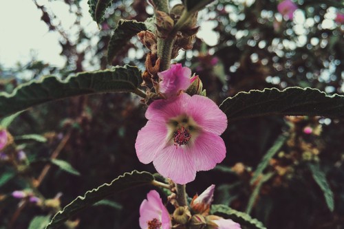 Copper globemallow (Sphaeralcea angustifolia) Flower, Leaf, Care, Uses ...