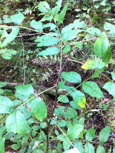 アメリカザンショウ（アメリカ山椒） (Zanthoxylum americanum) 花言葉，毒性，よくある質問 - PictureThis