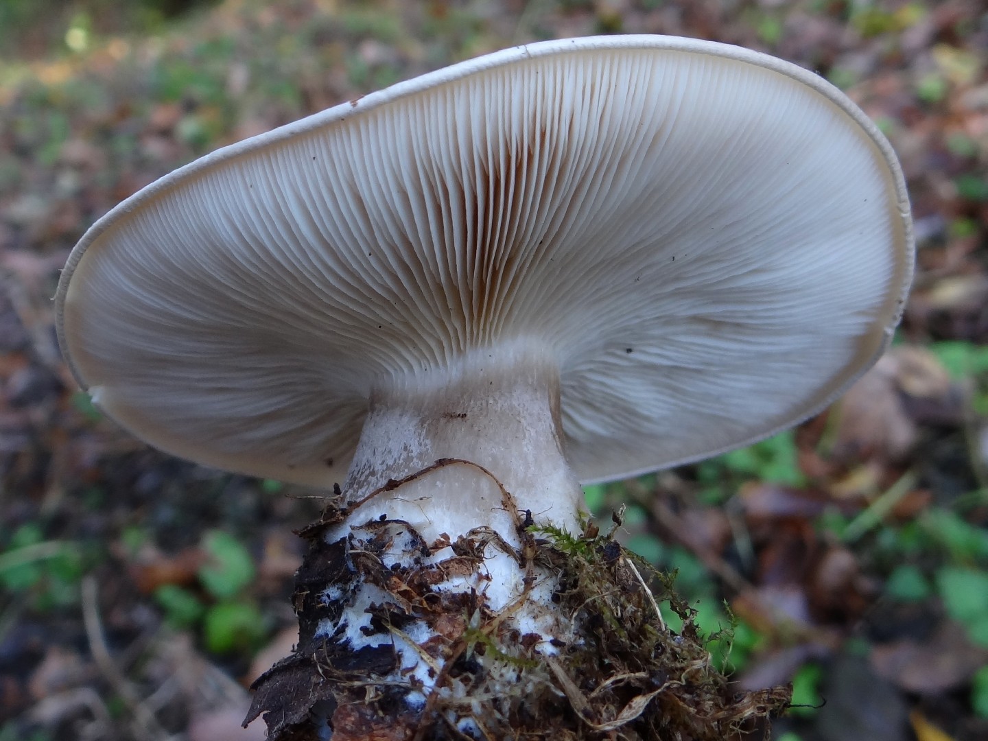 Pardilla (Clitocybe nebularis) - PictureThis