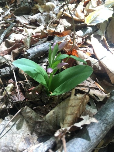 Showy orchis (Galearis spectabilis) Flower, Leaf, Care, Uses - PictureThis