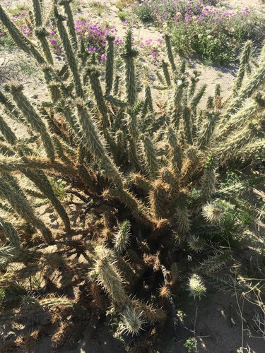 Choya (Cylindropuntia ganderi) - PictureThis