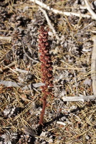 Pinedrops (Pterospora) Flower, Leaf, Care, Uses - PictureThis