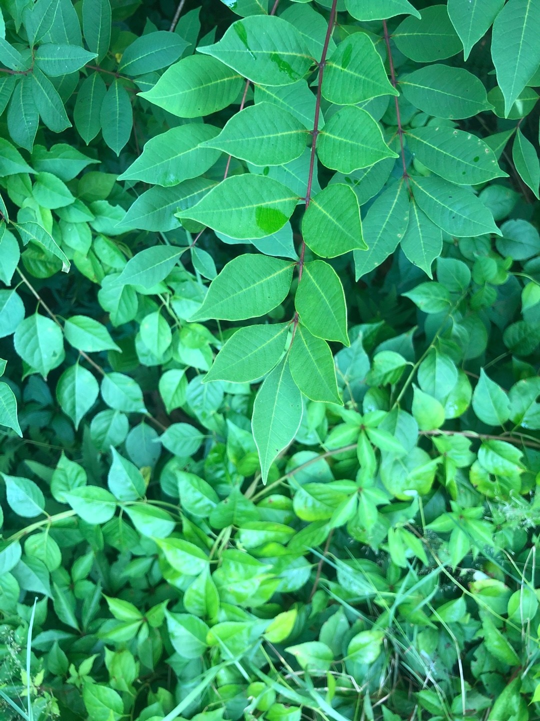 Zumaque venenoso (Toxicodendron vernix) - PictureThis