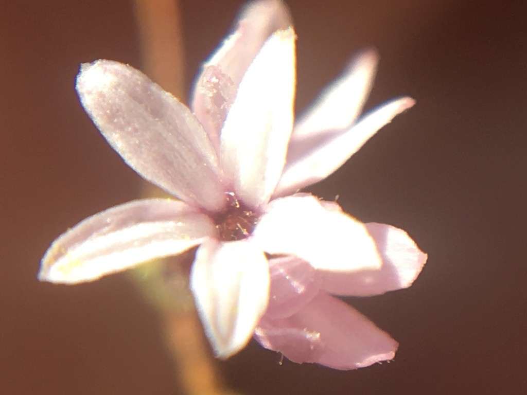 Lessingia Flower, Leaf, Care, Uses - PictureThis