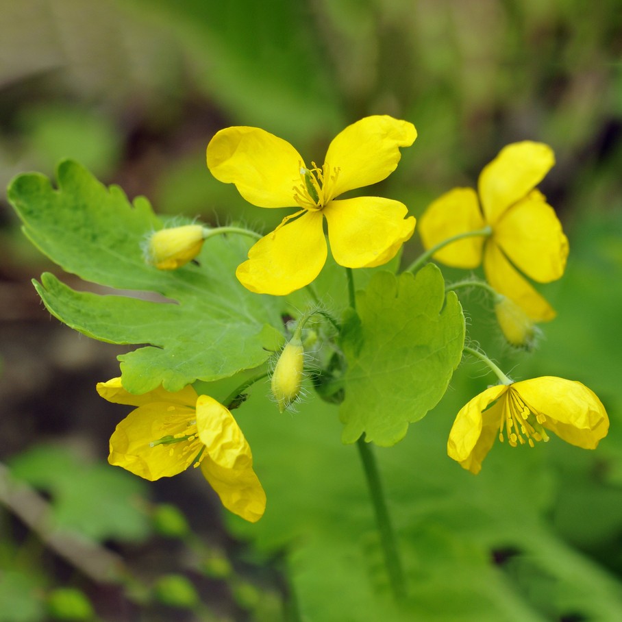 Greater celandine (Chelidonium majus) Flower, Leaf, Care, Uses ...