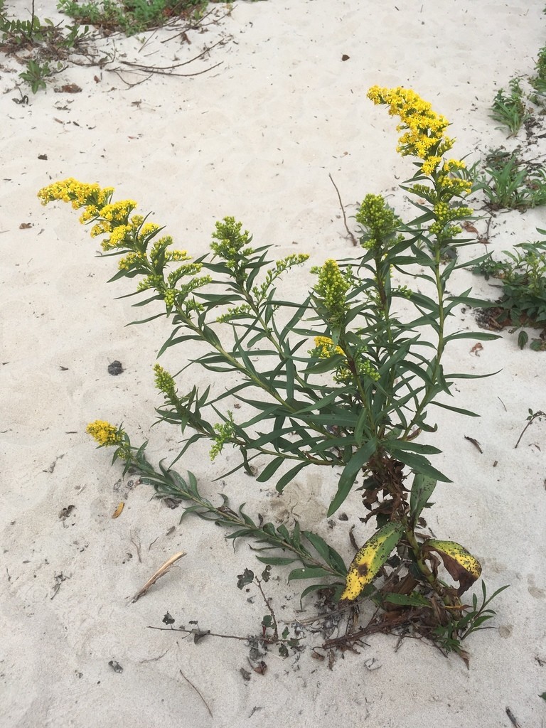 Seaside goldenrod (Solidago sempervirens) Flower, Leaf, Care, Uses ...