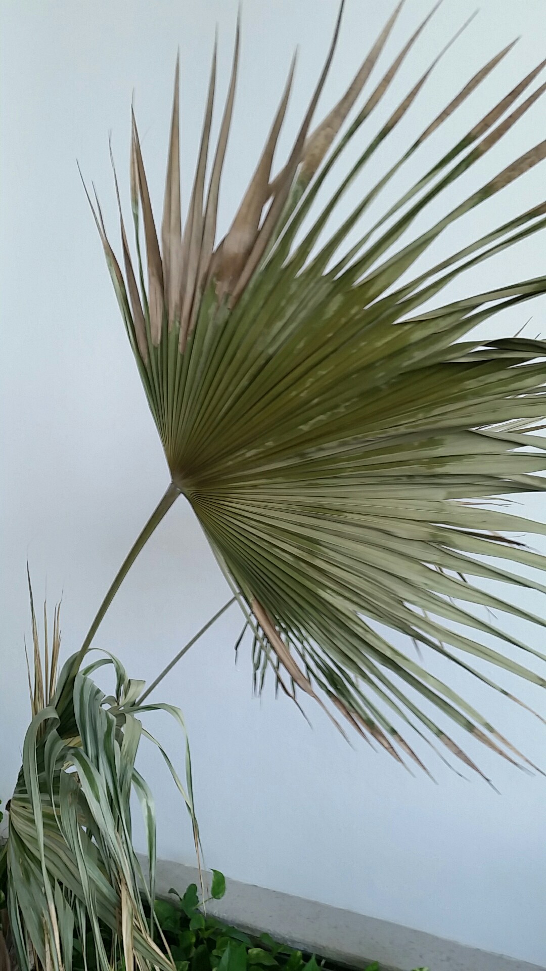 Palmera azul mejicana (Brahea armata) - PictureThis